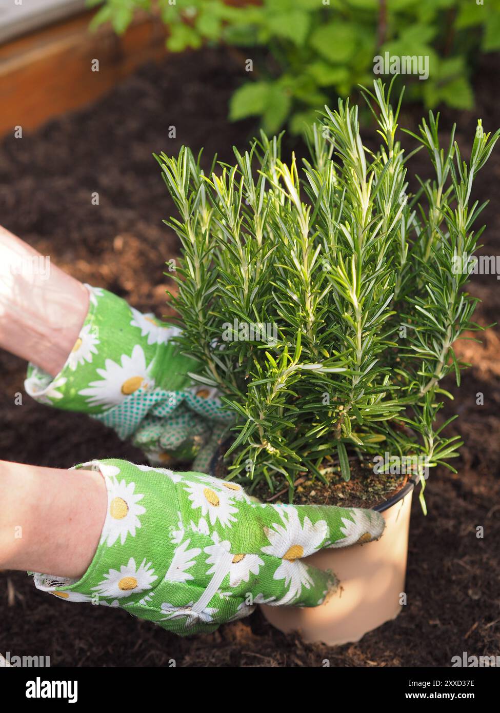Gardening, man planting organic rosemary in his garden Stock Photo - Alamy