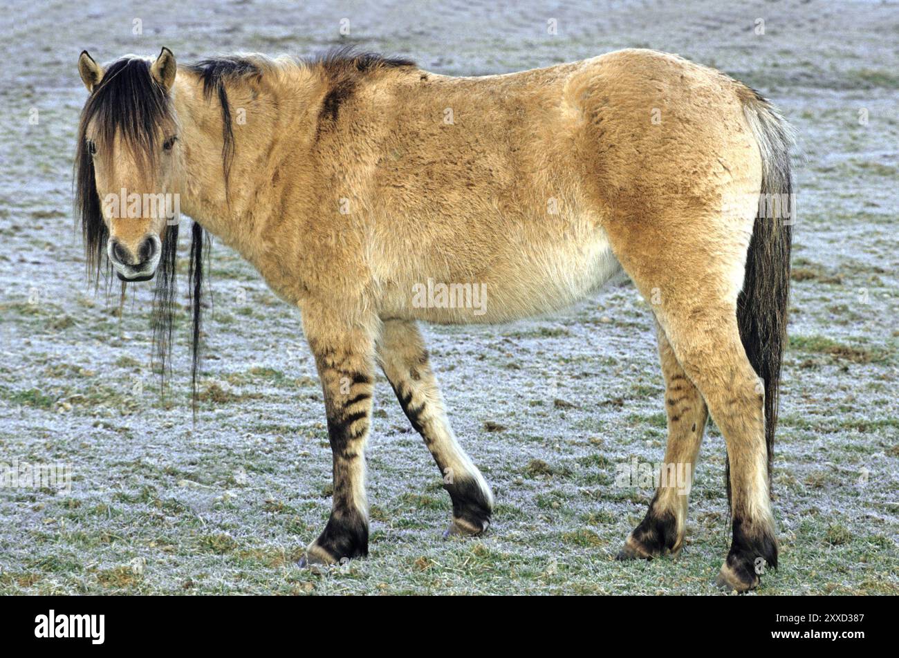 The zebra stripes on the legs are an ancient heritage and a sign of ...
