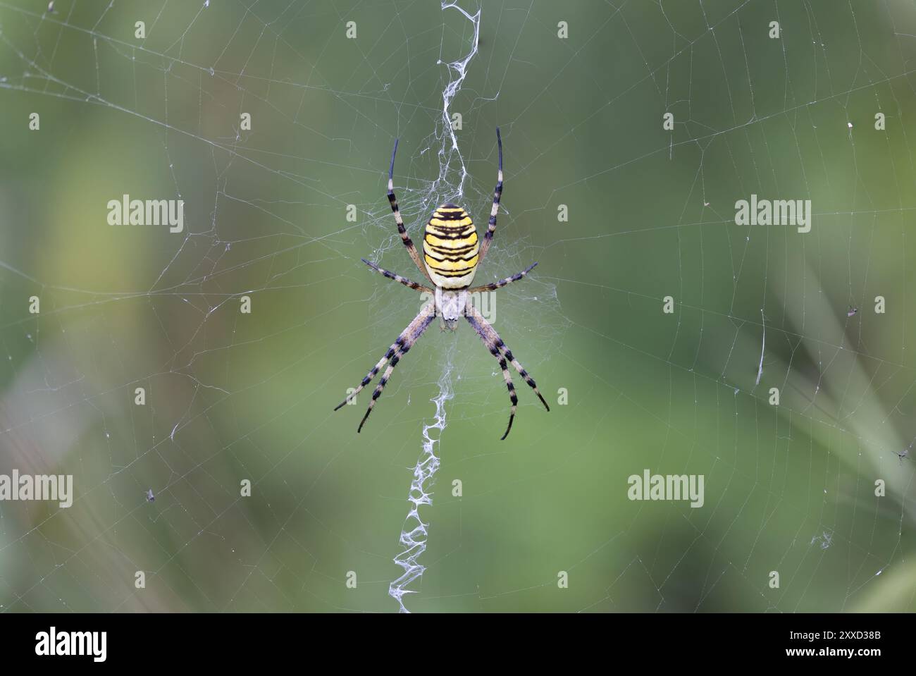 Wasp spider in web Stock Photo - Alamy