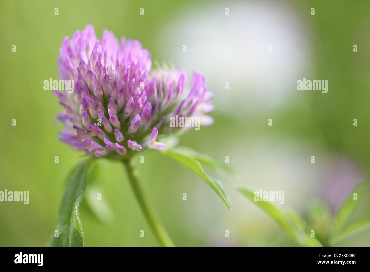 Red clover (Trifolium pratense), single flower Stock Photo - Alamy