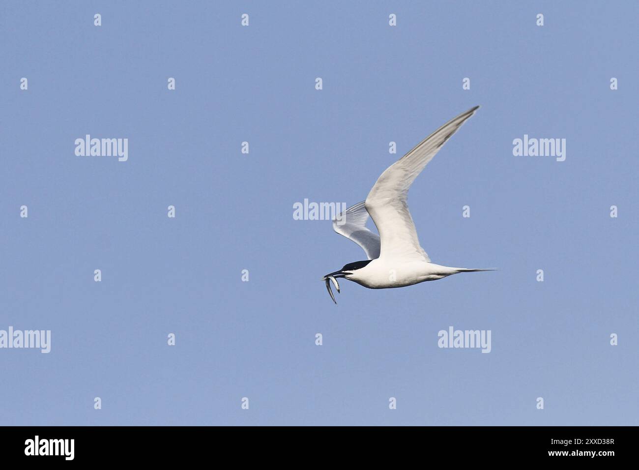 Sandwich Tern with Sand Eel Stock Photo - Alamy