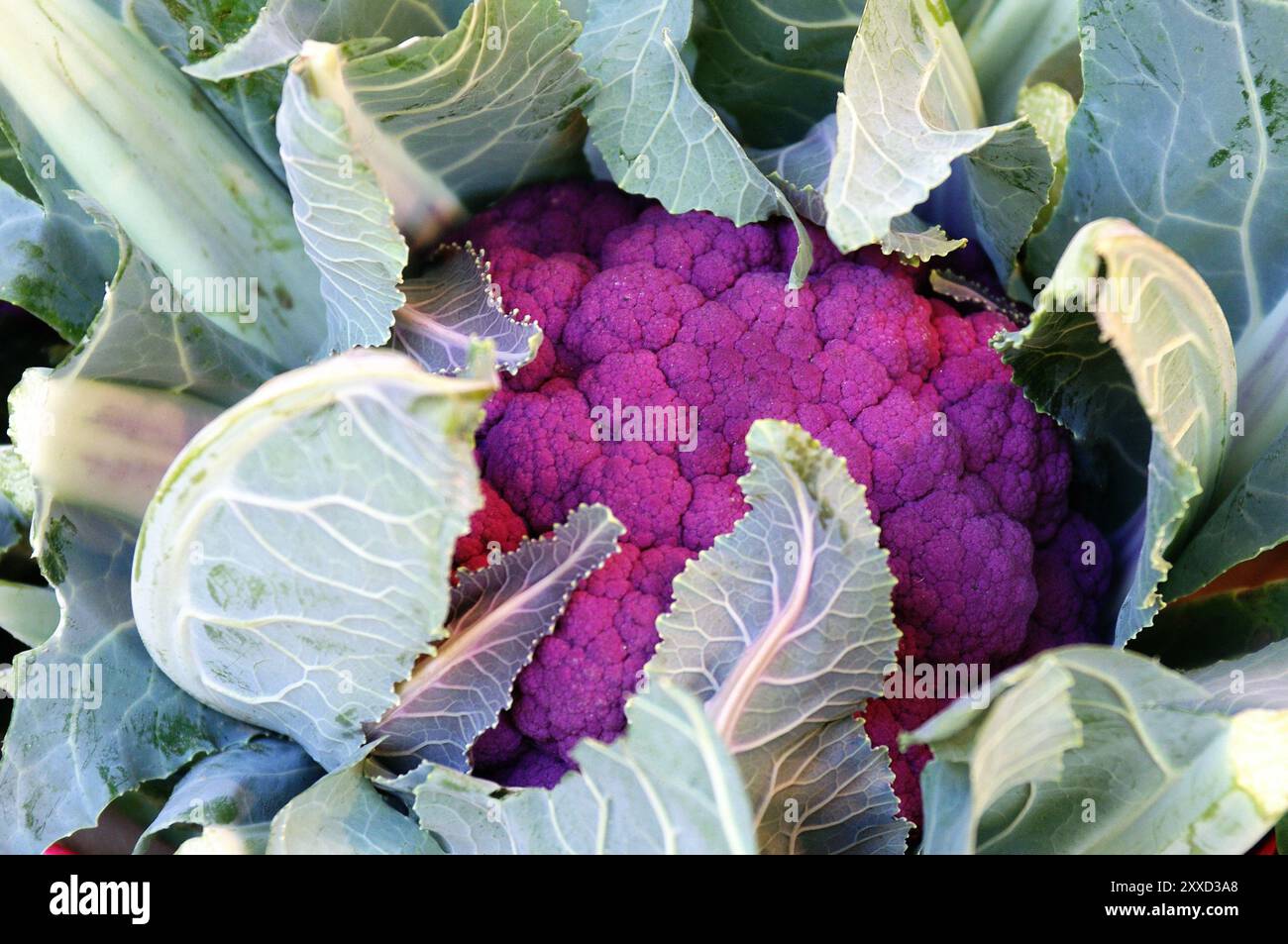 Violet cauliflower hi-res stock photography and images - Alamy