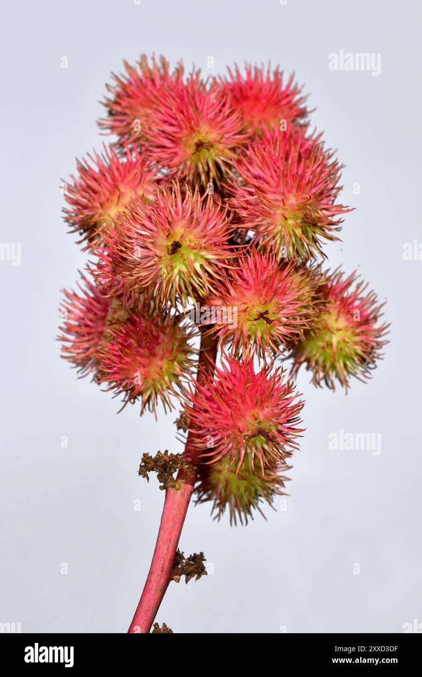 The withered tree and the cross hi-res stock photography and images - Alamy