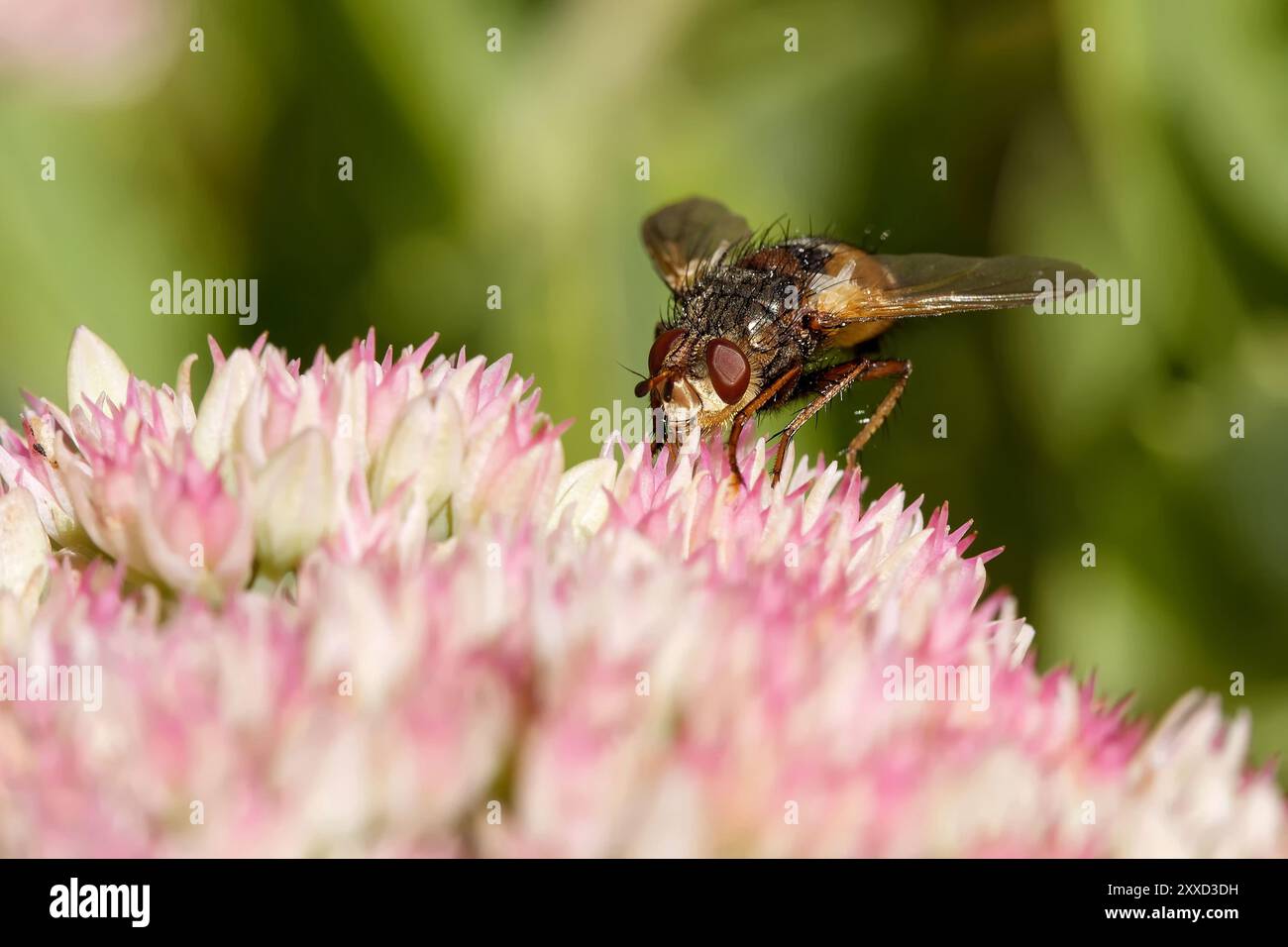 Diptera flying hi-res stock photography and images - Alamy