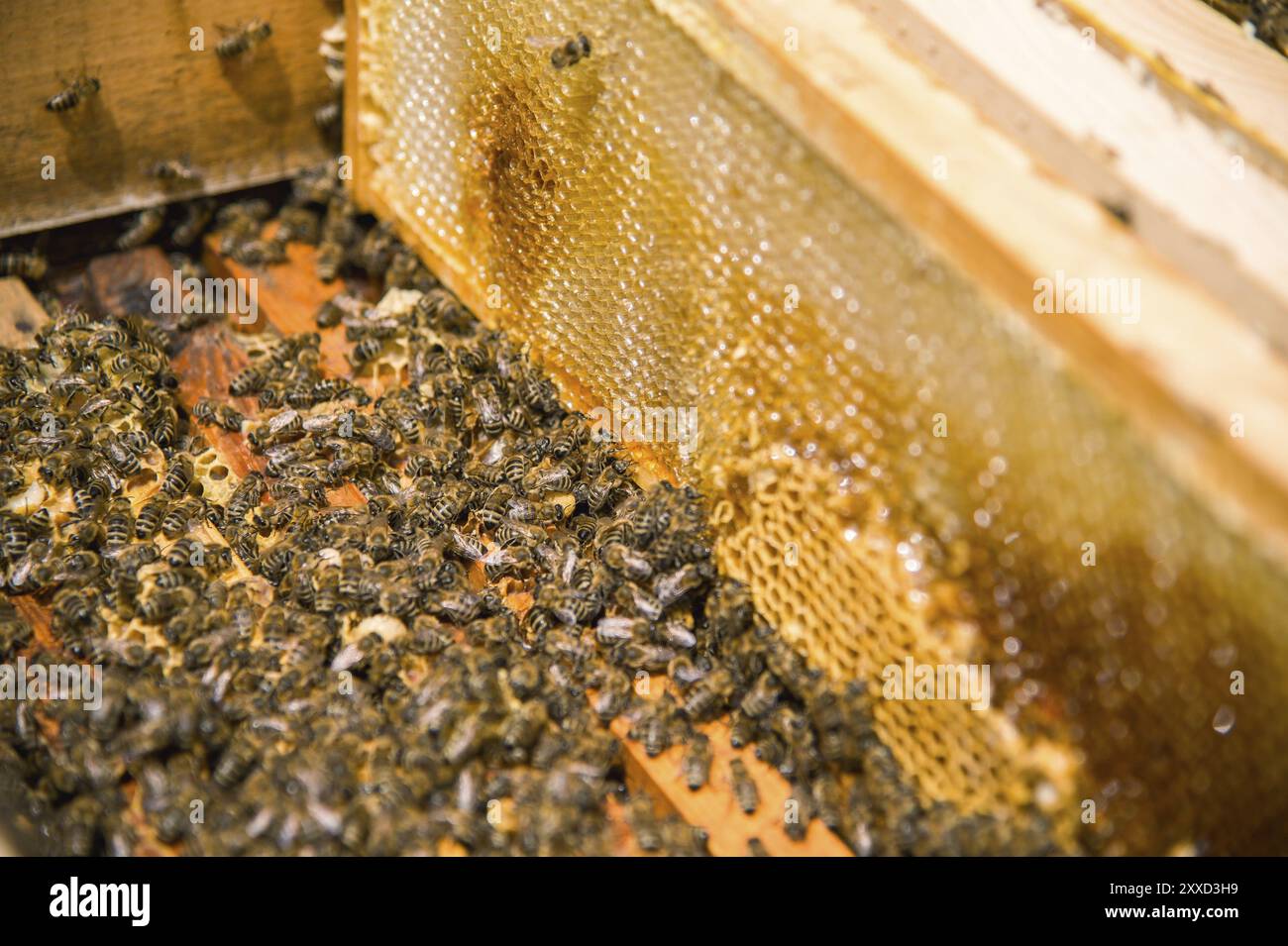 Many bees in an open hive in the hive half of the frames with ...