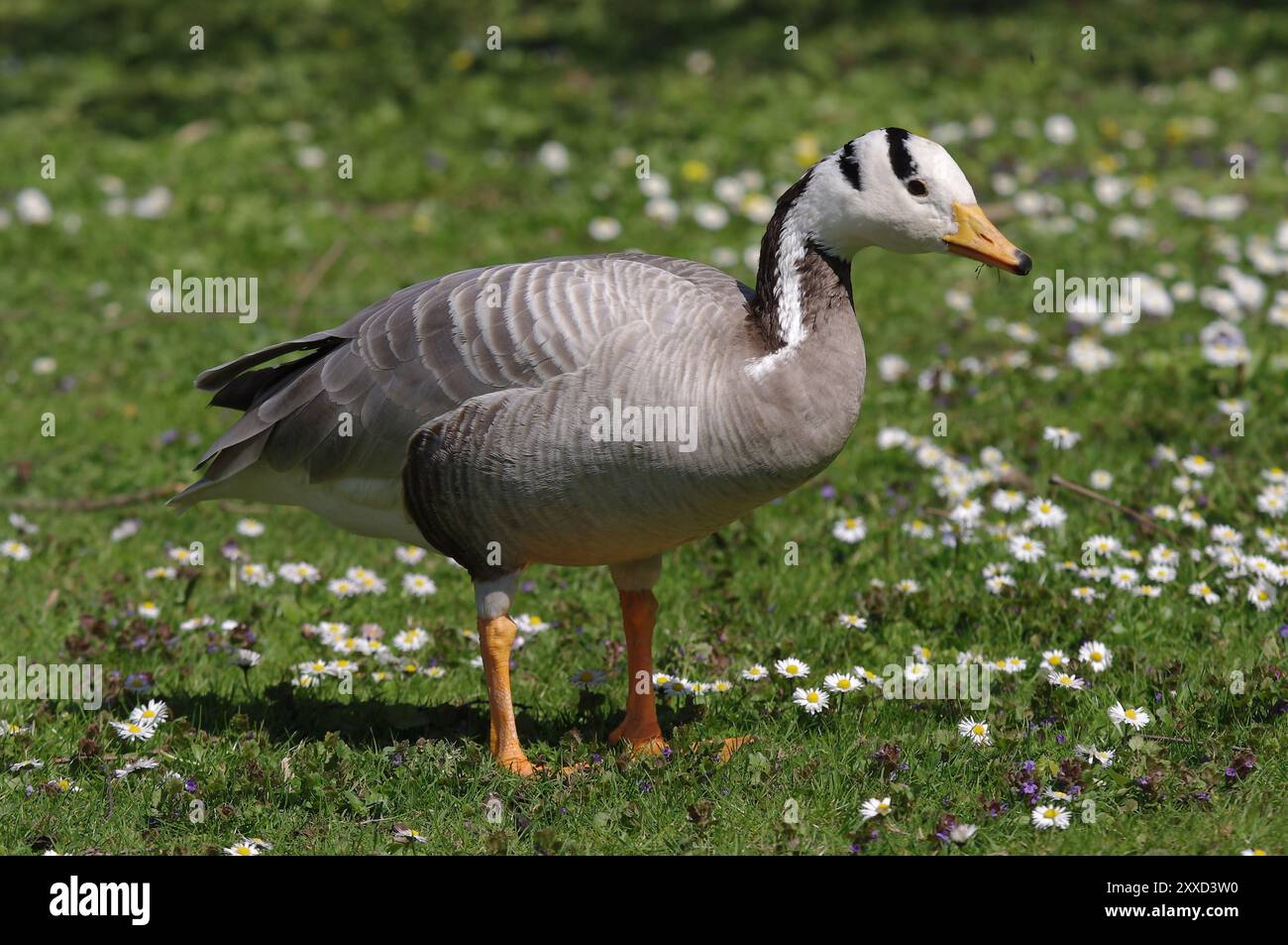 Bar headed goose one hi-res stock photography and images - Alamy
