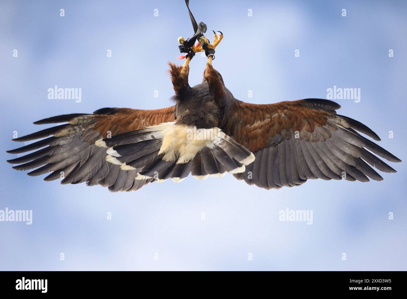 Harris Hawk prey catch Stock Photo - Alamy