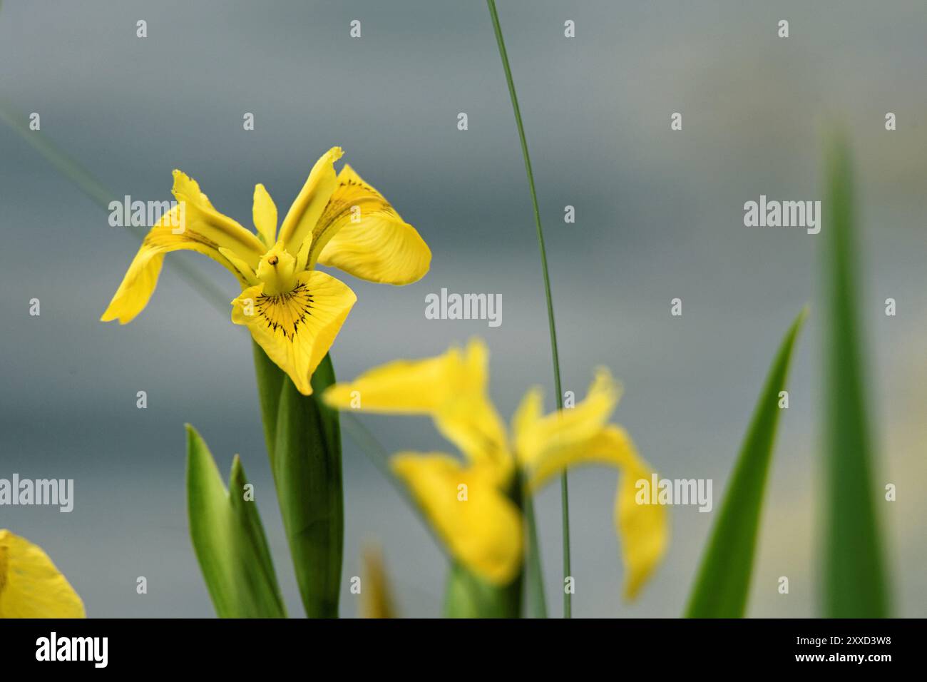 Marsh iris pseudacorus aquatic hi-res stock photography and images - Alamy