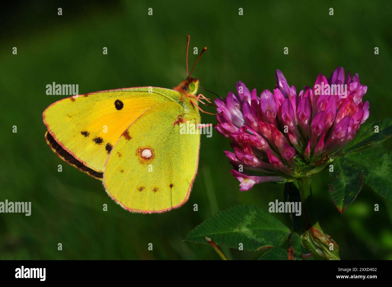 Postillon butterfly hi-res stock photography and images - Alamy