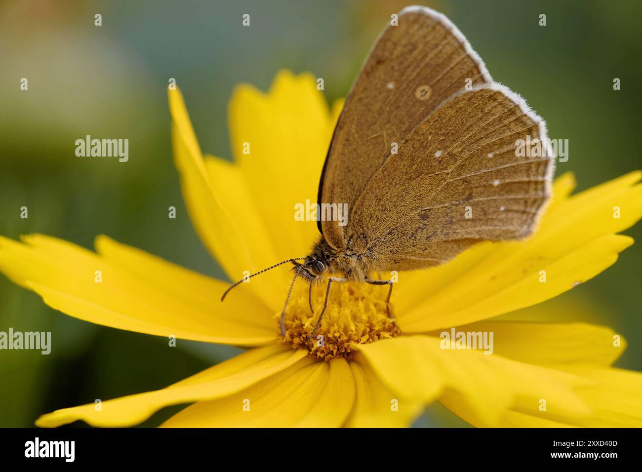 Chimney sweep bird hi-res stock photography and images - Alamy