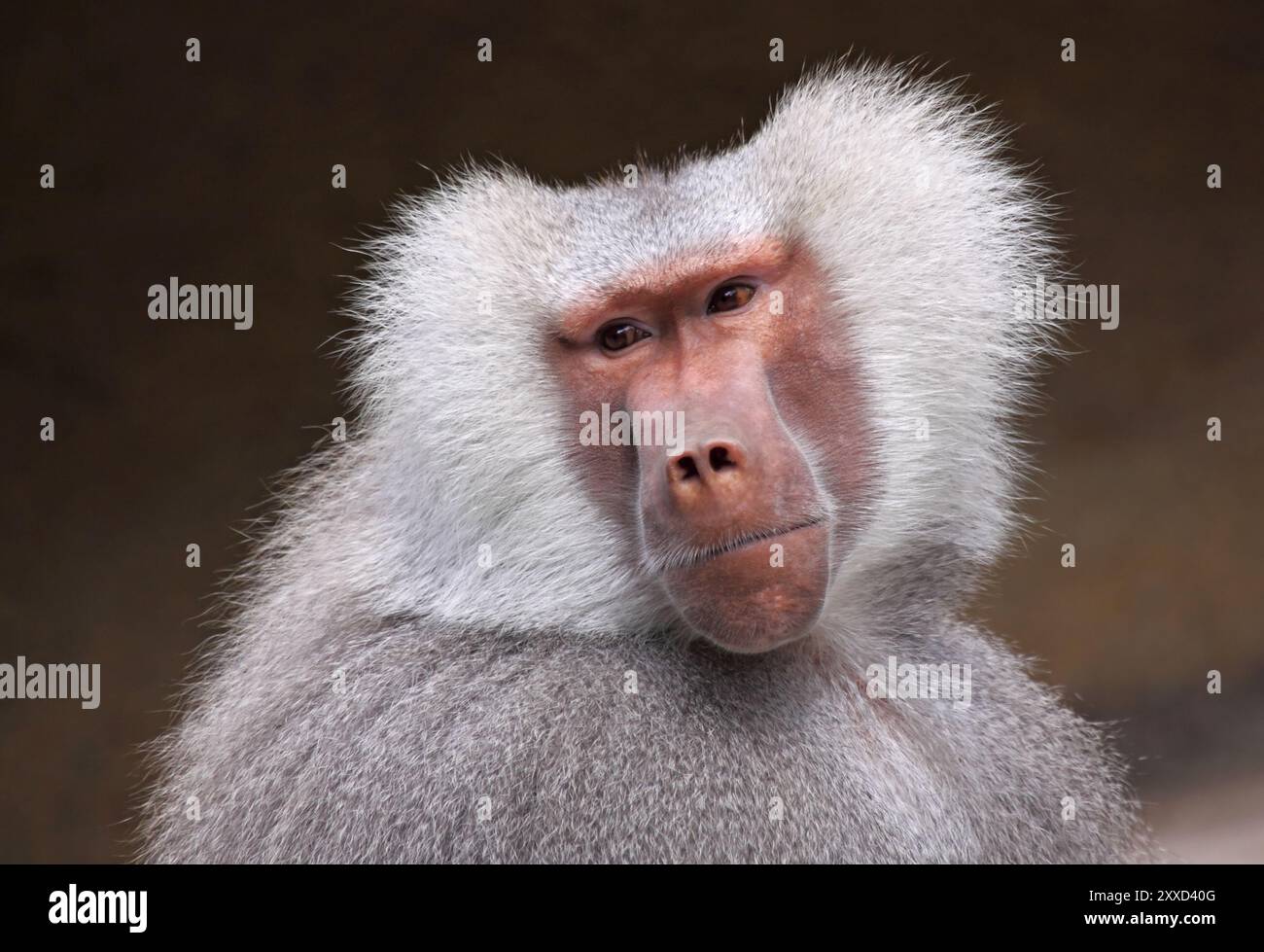 Female hamadryas baboon in hi-res stock photography and images - Alamy