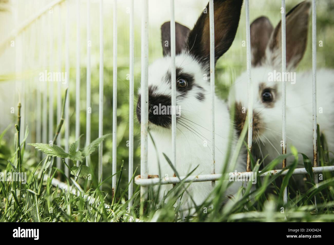 Little bunnies are sitting in an outdoor compound. Green grass, spring ...