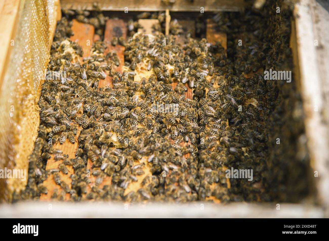 Many bees in an open hive in the hive half of the frames with ...