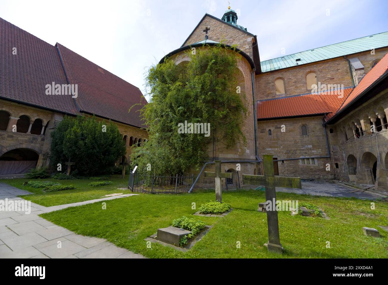 Thousand-year-old rose bush, Hildesheim, Lower Saxony, Germany, Europe ...