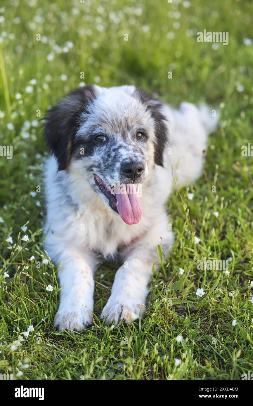 Cute white and black bulgarian shepherd dog puppy with red tongue in ...