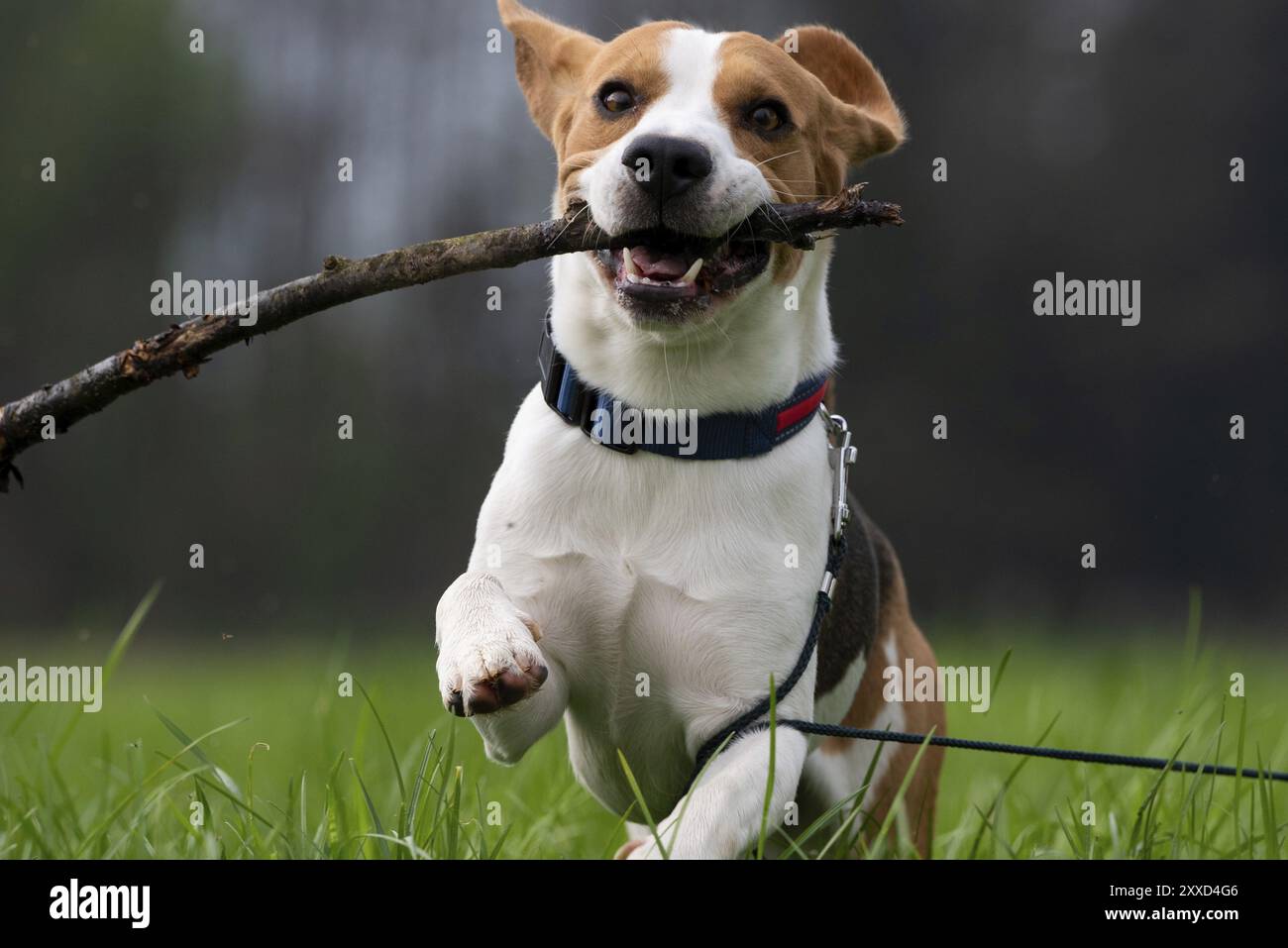 Dog Beagle running and jumping with stick through green grass field in a spring Stock Photo - Alamy