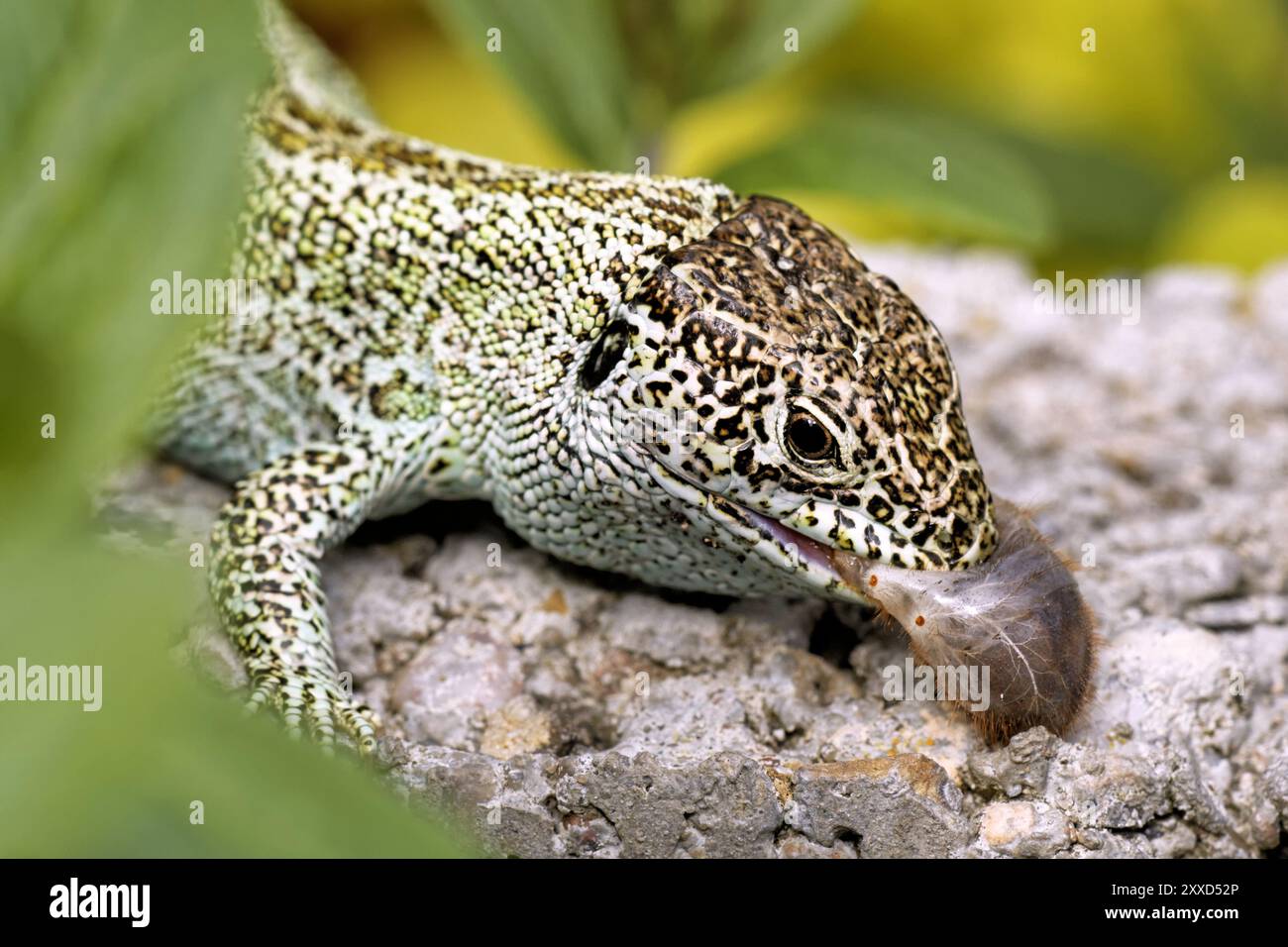 Sand lizard eats a larva Stock Photo - Alamy