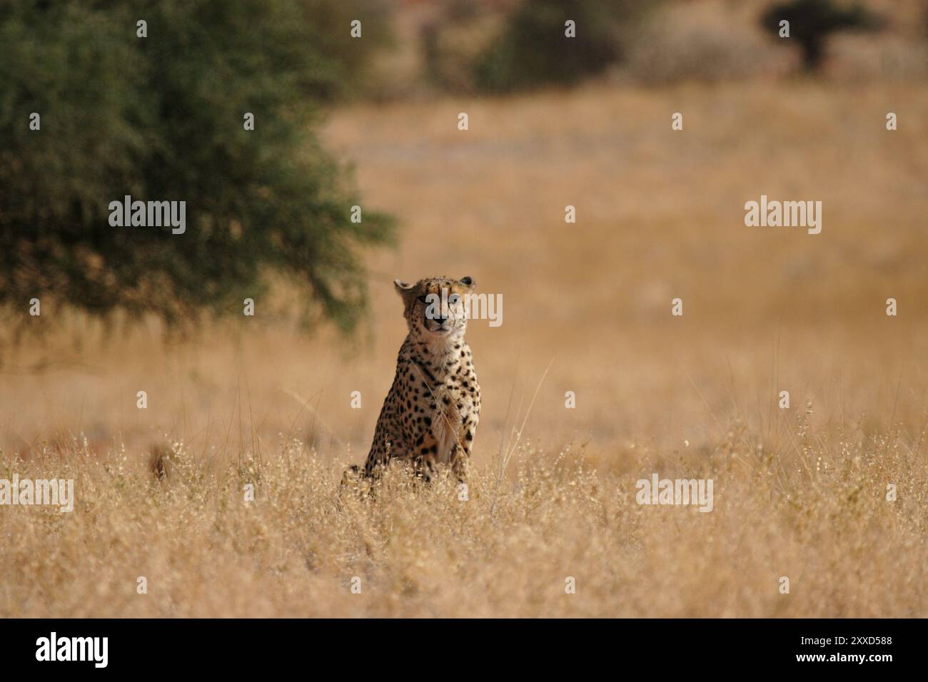 Cheetah elegance hi-res stock photography and images - Alamy