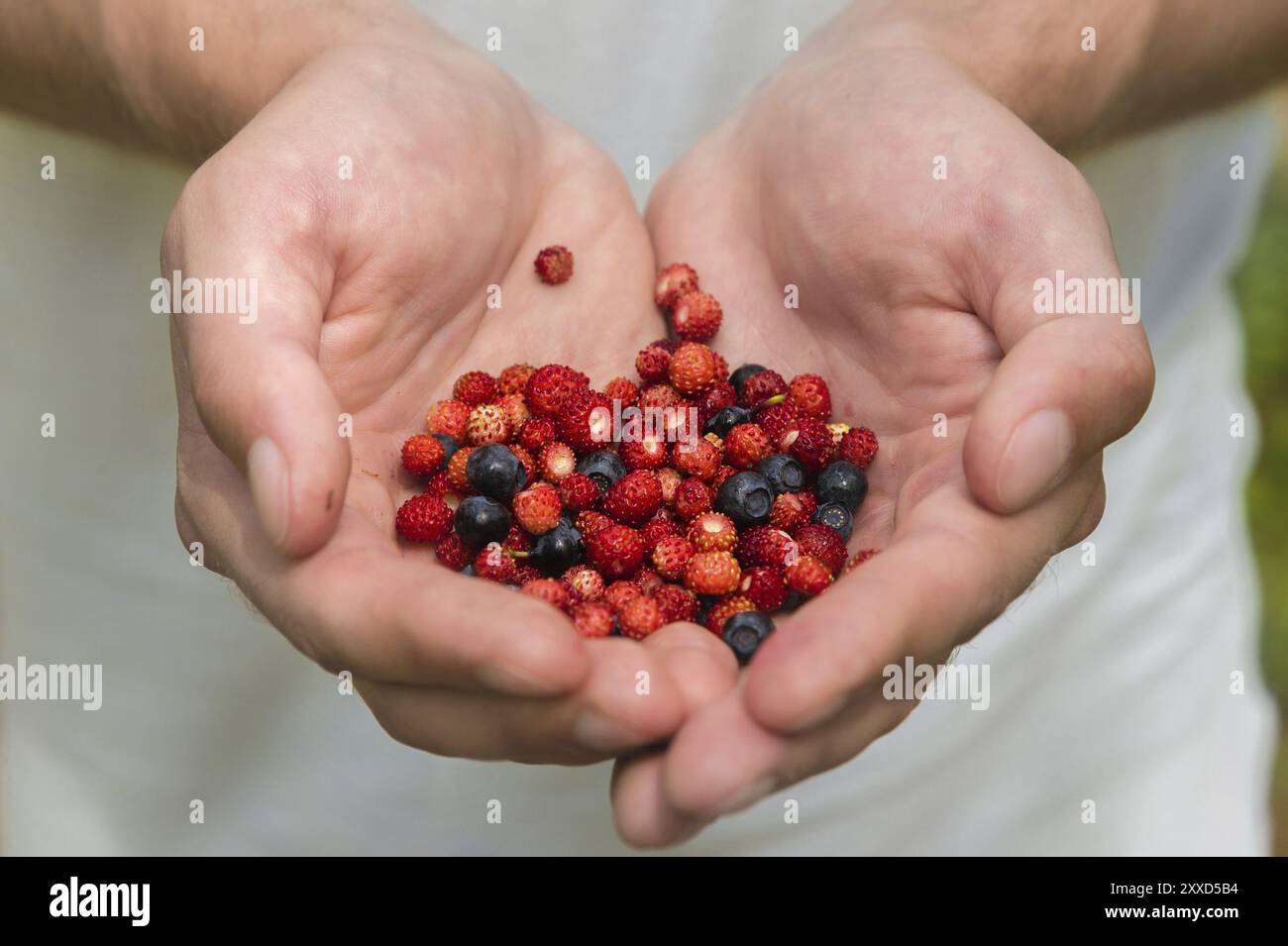 Close-up Men's hands hold berries of wild strawberries and blueberries ...