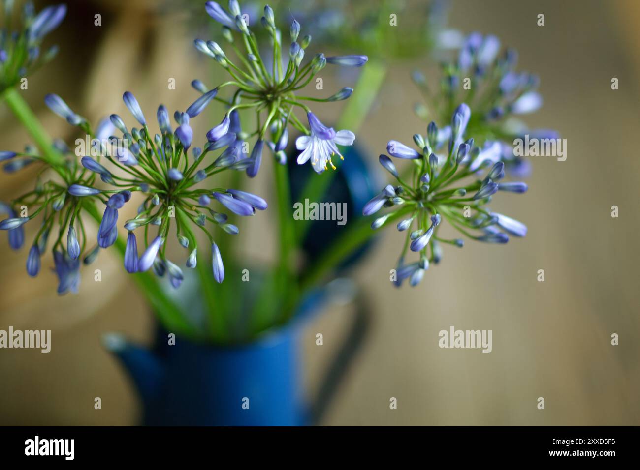 Still life with blue onions Stock Photo - Alamy