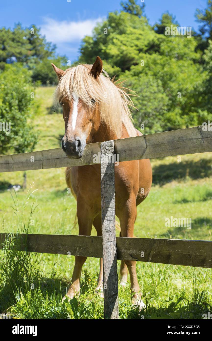 Curious, beautiful brown horse at a paddock Stock Photo - Alamy