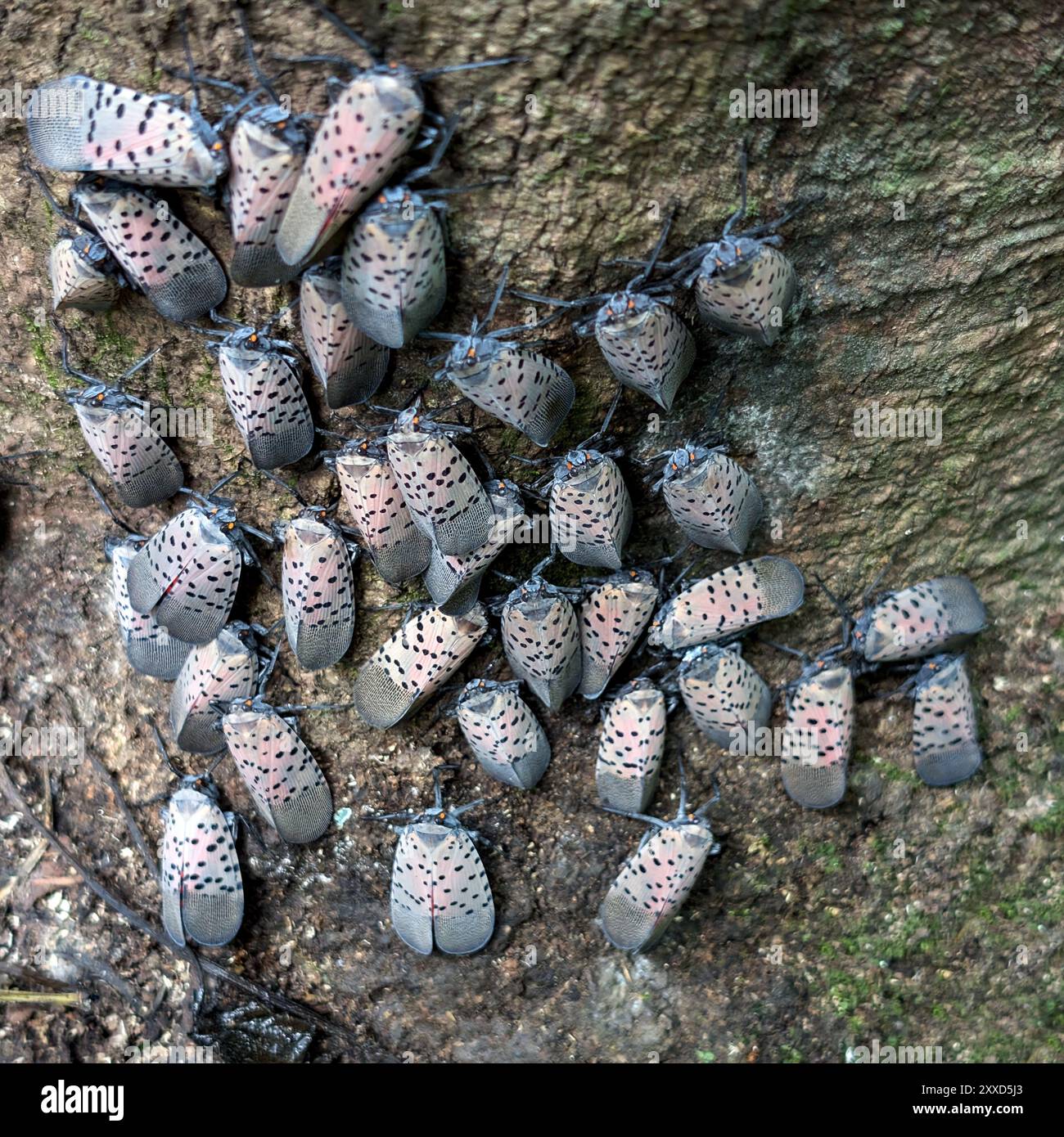 Invasive swarm of spotted lanternflies on a tree in Western ...