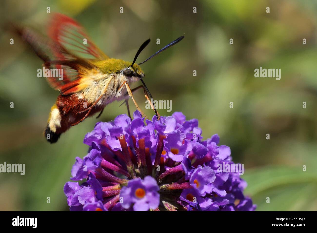 Bumblebee from above hi-res stock photography and images - Alamy