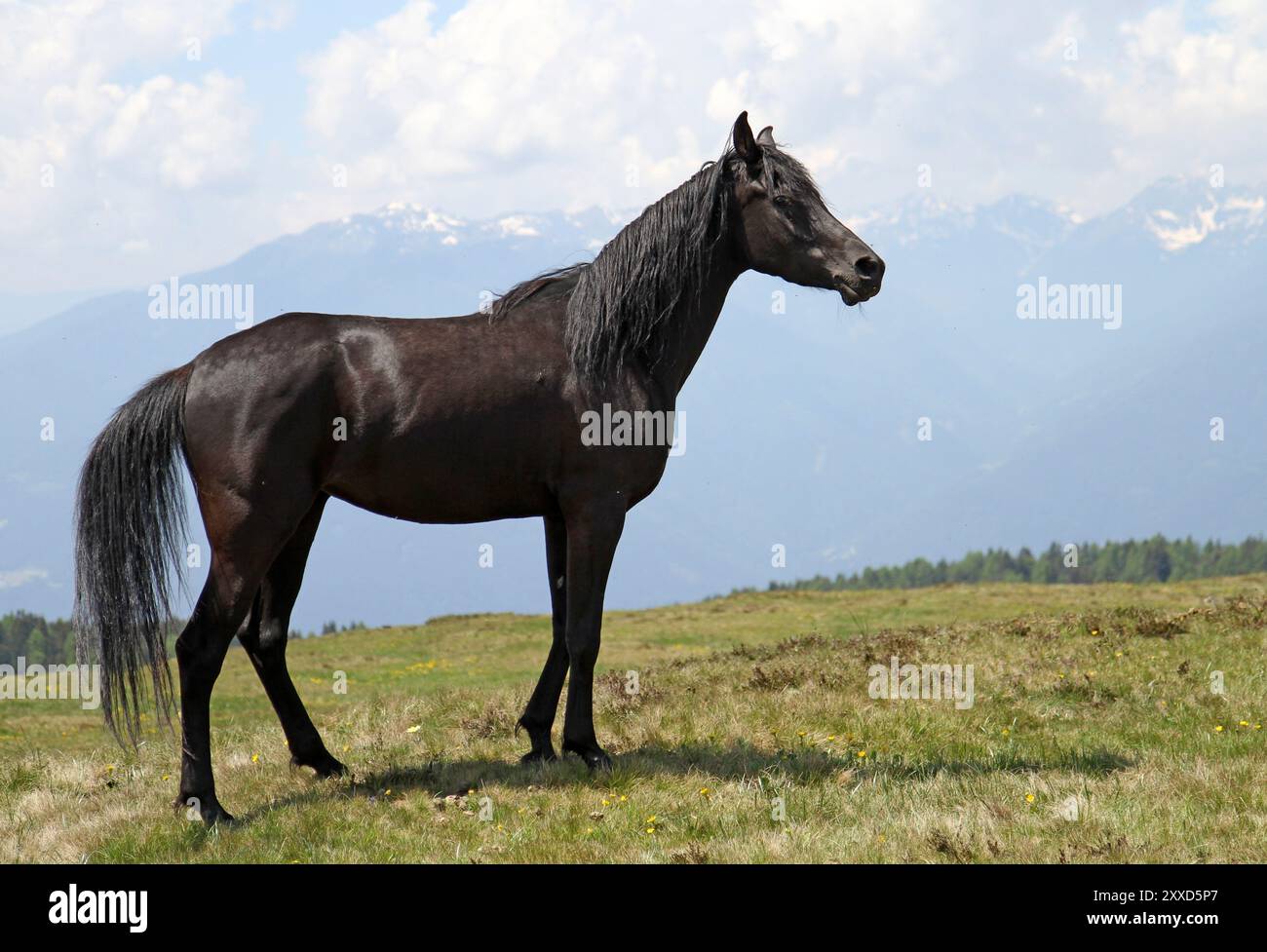 The black mare Stock Photo - Alamy