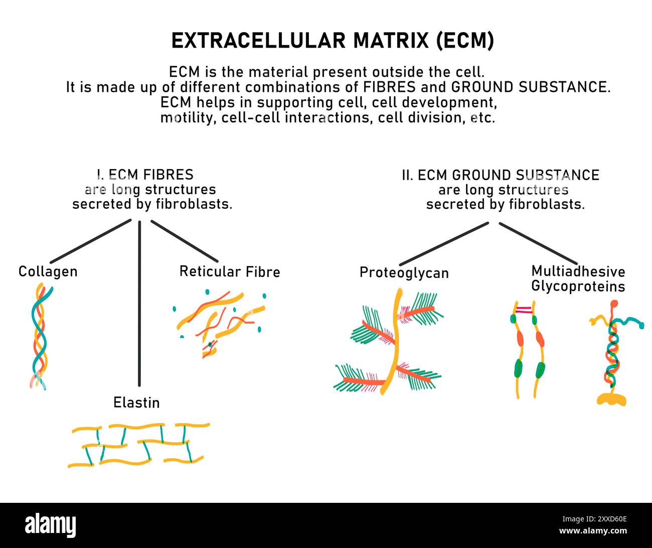 Composition of extracellular matrix hi-res stock photography and images - Alamy