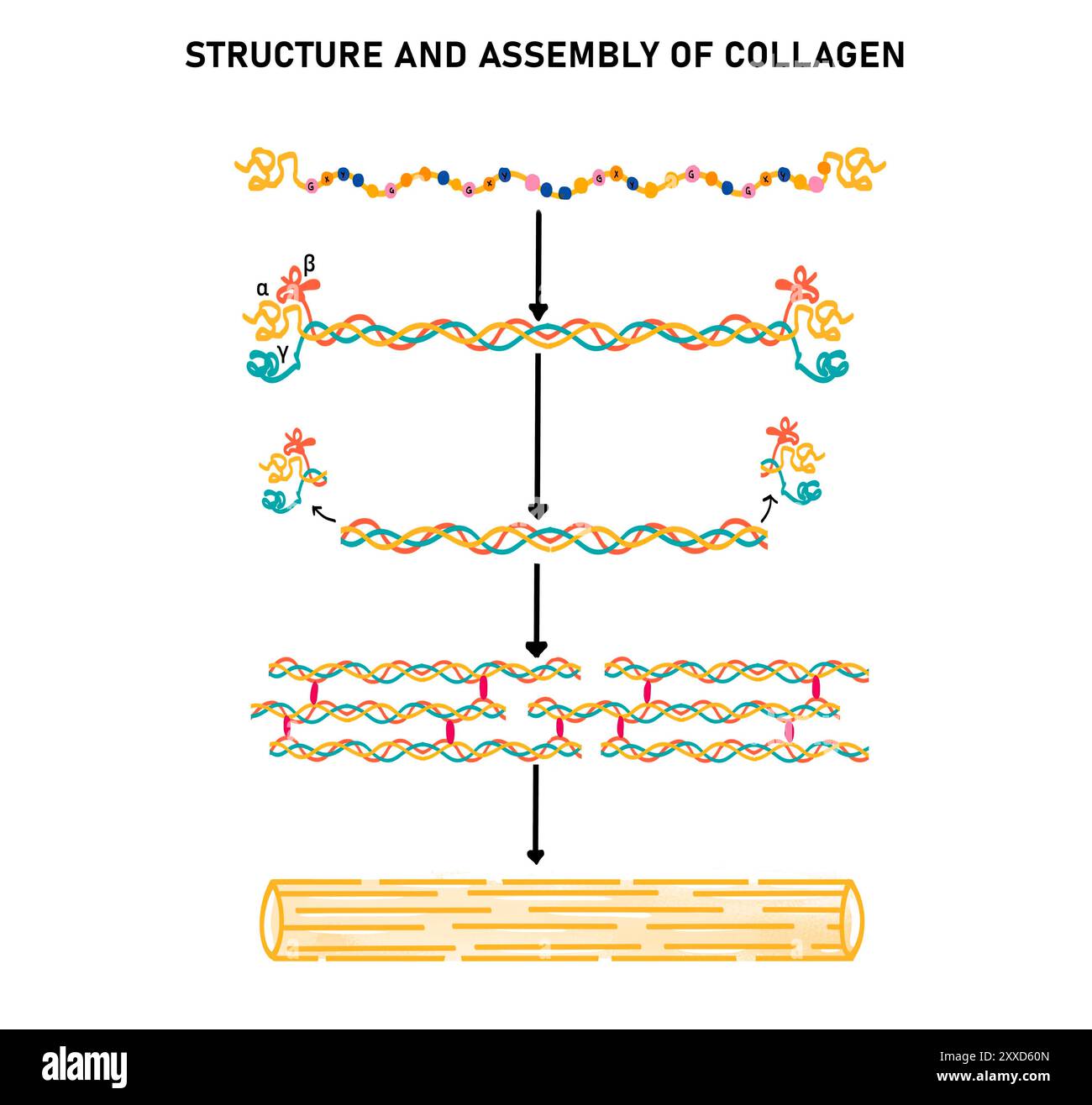 Assembly of collagen, illustration. Collagen is the most abundant ...