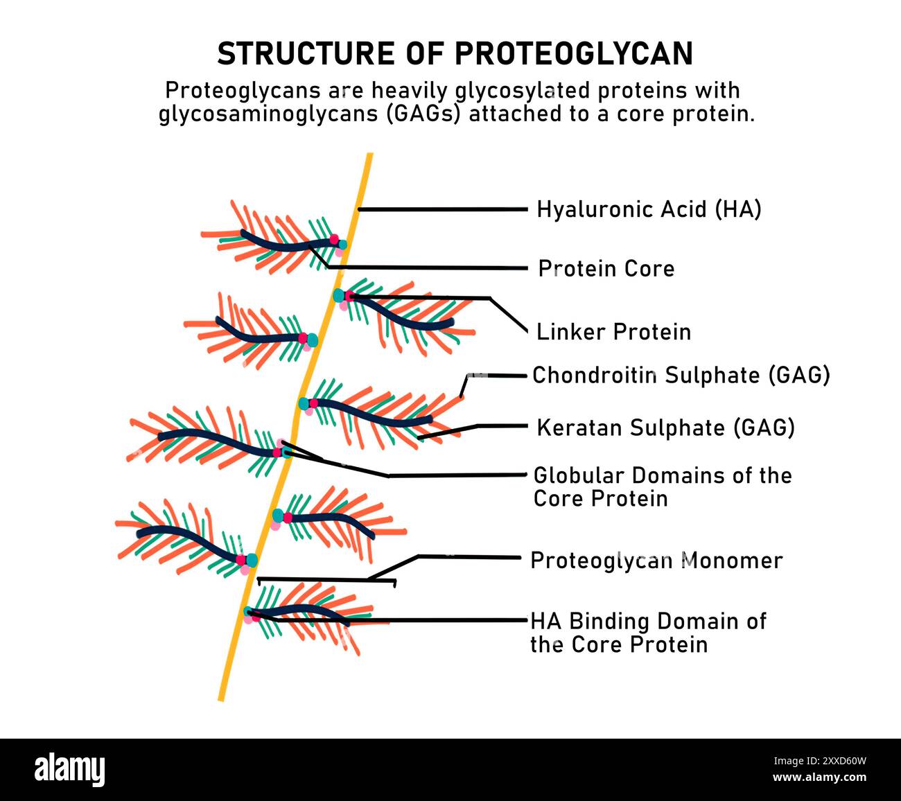Structure of proteoglycans hi-res stock photography and images - Alamy