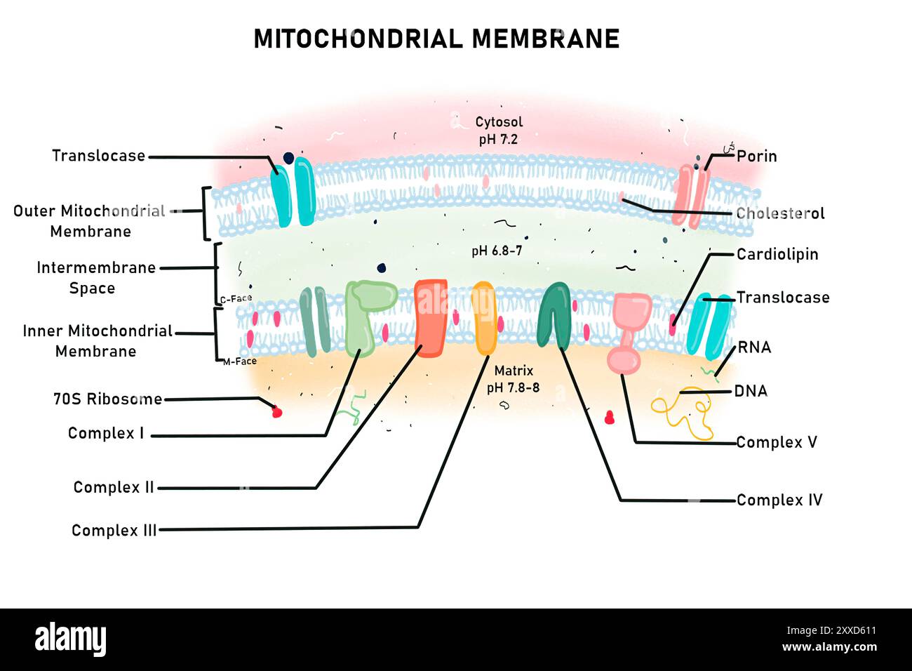 Mitochondrial membrane, illustration. Mitochondria have two membranes, an outer mitochondrial ...