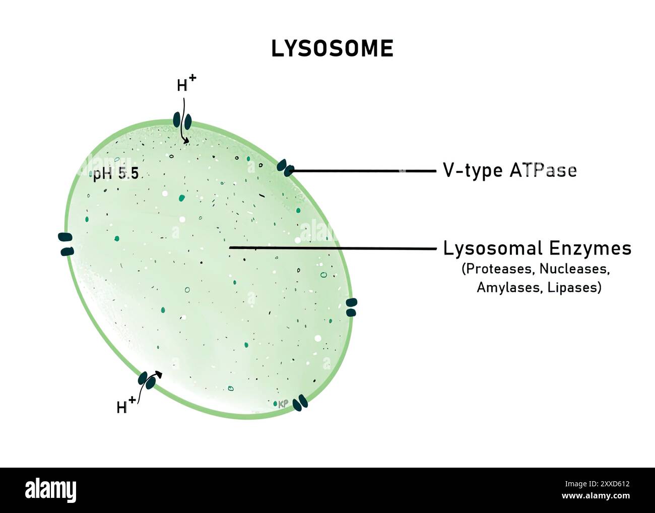 Structure of a lysosome, illustration. Lysosomes contain hydrolytic ...