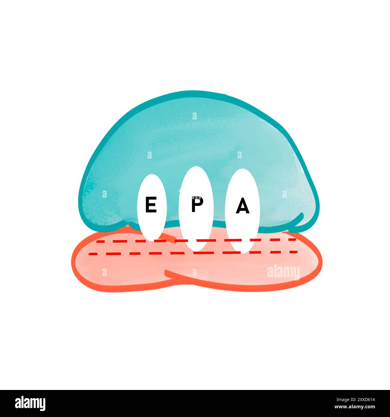 Ribosome, illustration. Ribosomes are a complex organelle whose consist ...