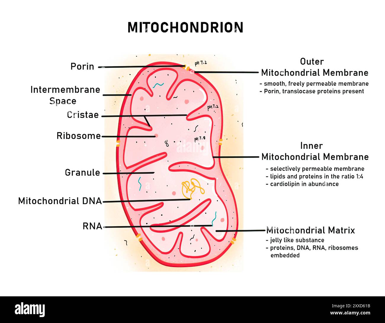 Structure of a mitochondrion, illustration. Mitochondria are a double membrane bound and semi ...
