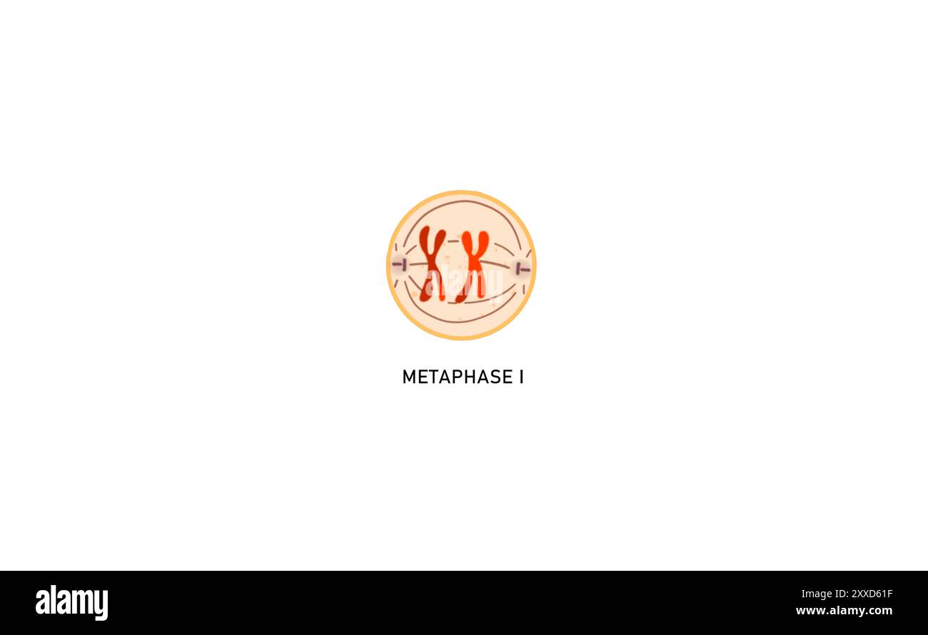 Meiosis I metaphase I, illustration. In metaphase I the homologous ...