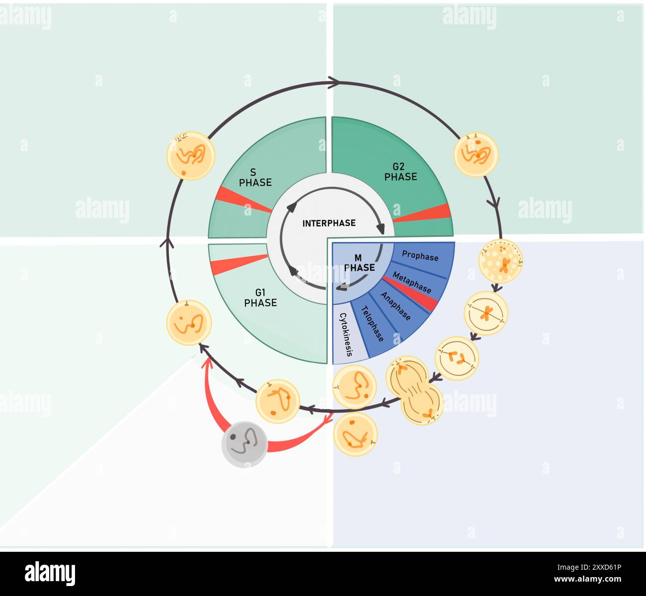 Cell cycle checkpoints, illustration. The cell cycle is composed of ...