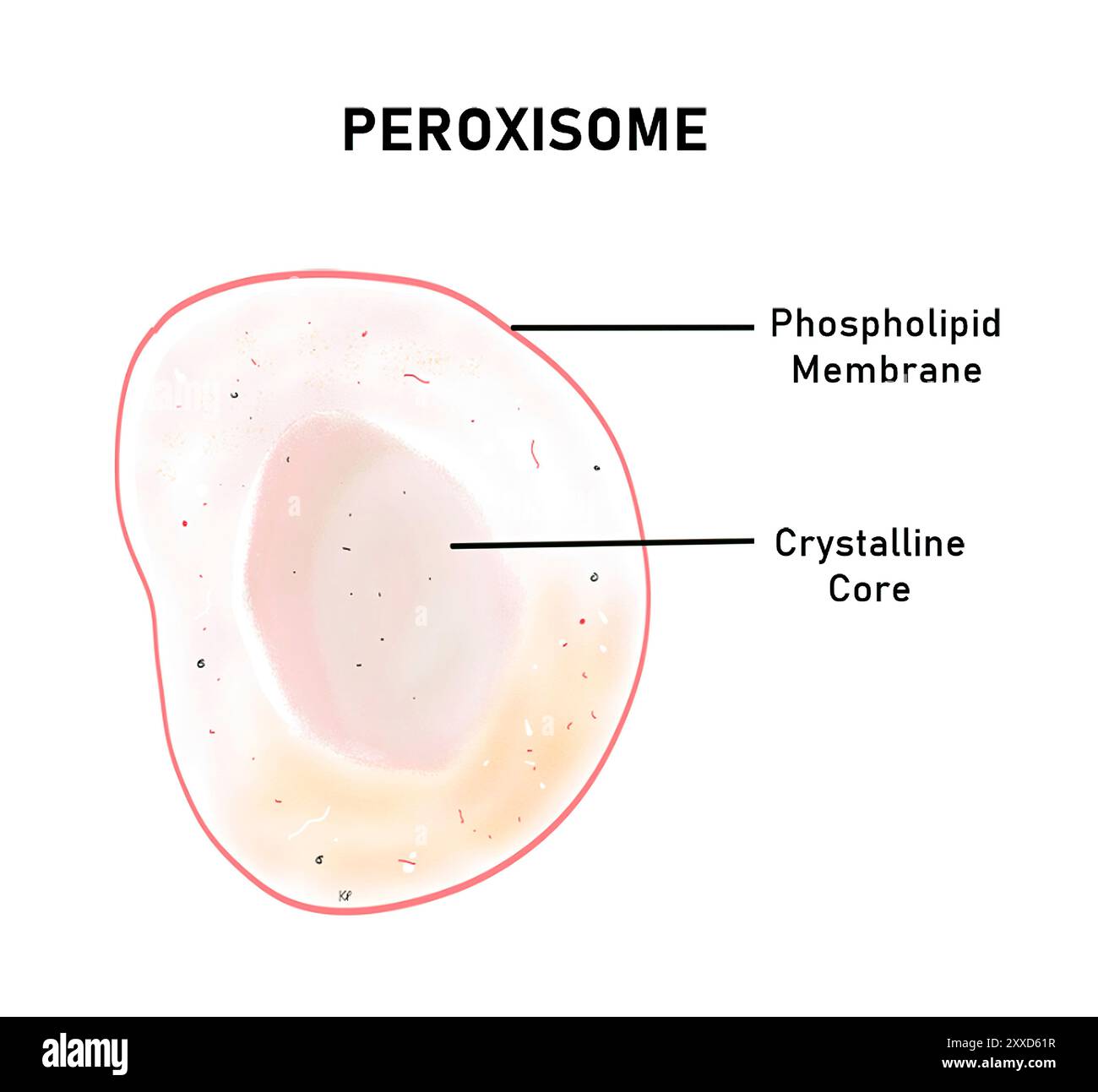 Peroxisomes hi-res stock photography and images - Alamy