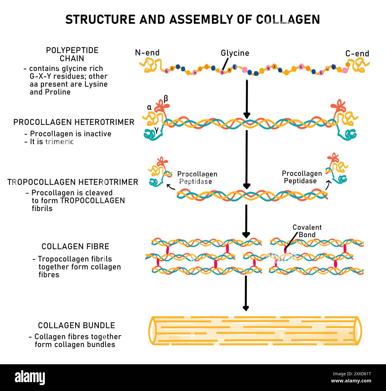 Structure of collagen, illustration. Collagen is the most abundant ...