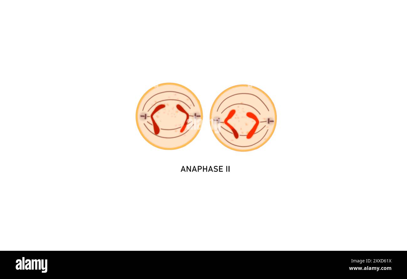 Meiosis II anaphase II, illustration. In this phase of meiosis II there ...