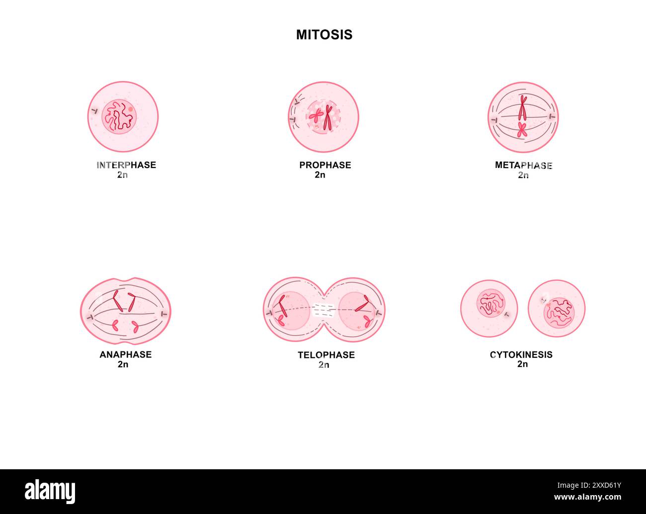 Mitosis, illustration. Mitosis is the process by which a cell ...