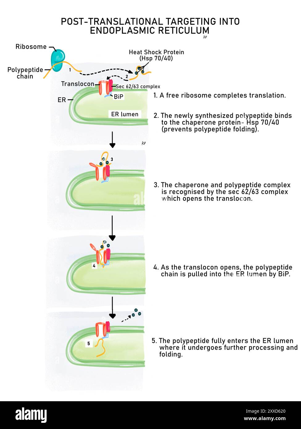 Posttranslational protein targeting, illustration. Protein targeting is ...