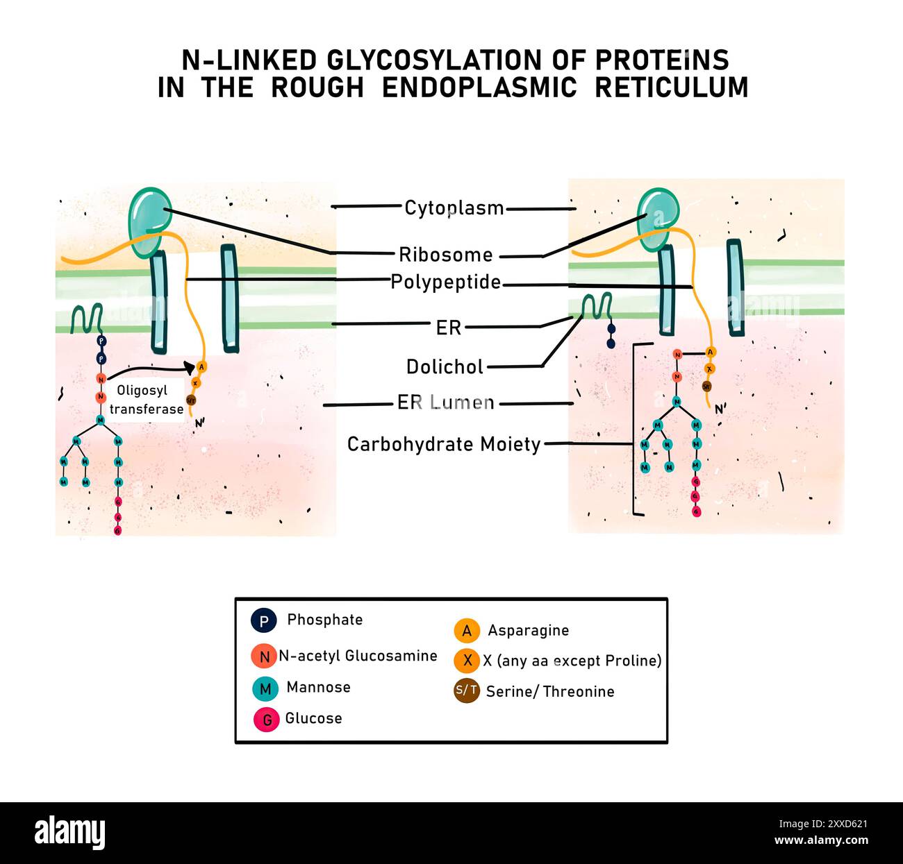 N-linked glycosylation of protein, illustration. N-linked glycosylation is a process that occurs ...