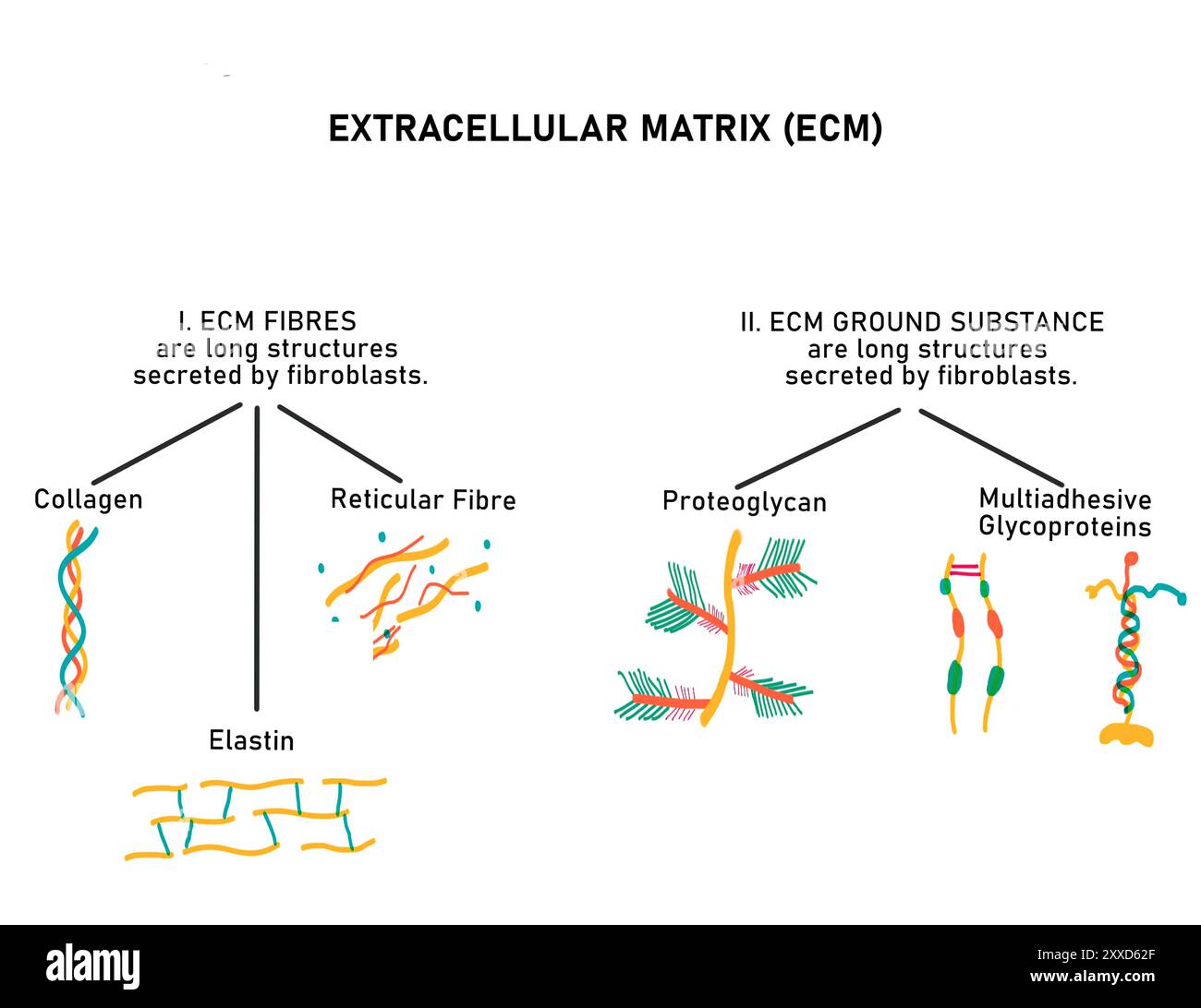 Composition of the extracellular matrix (ECM), illustration. The ECM is made from combinations ...