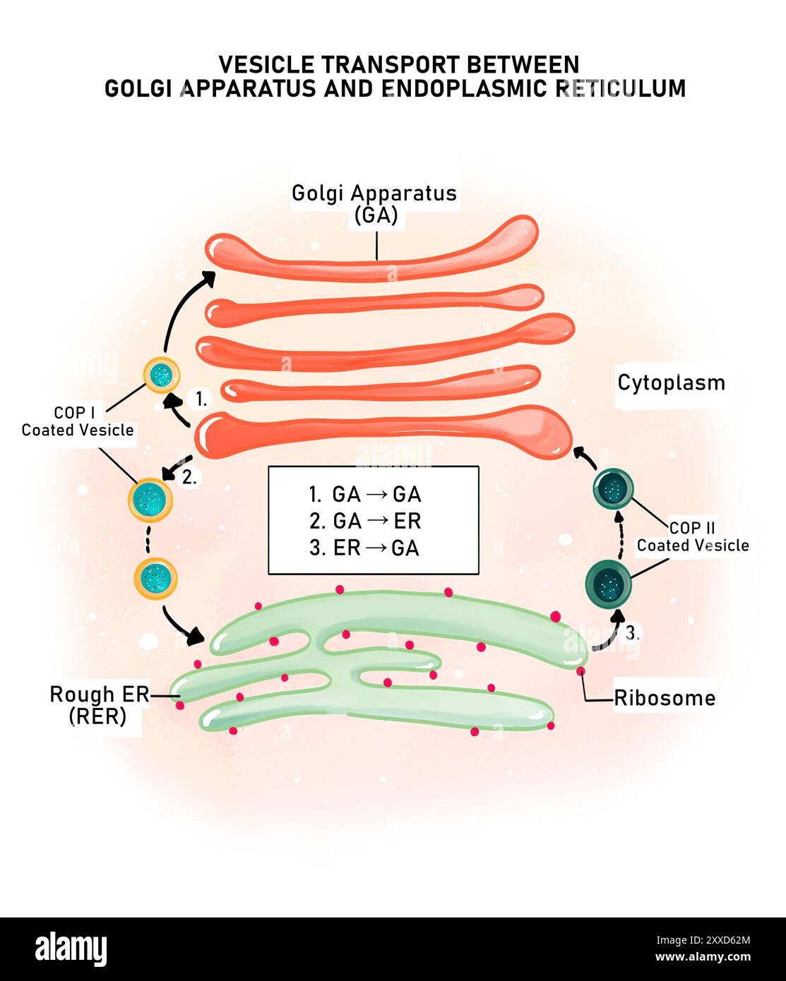 Vesicle transport in a cell, illustration. Vesicles move proteins ...