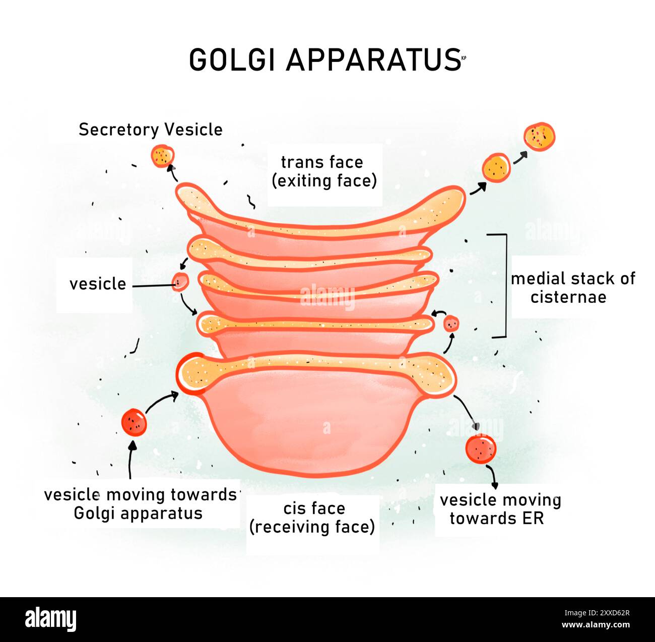 Golgi body hi-res stock photography and images - Alamy