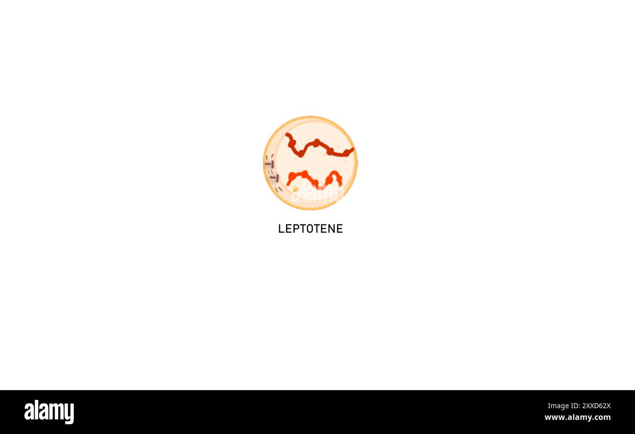Meiosis I prophase I leptotene, illustration. At this stage duplicated ...