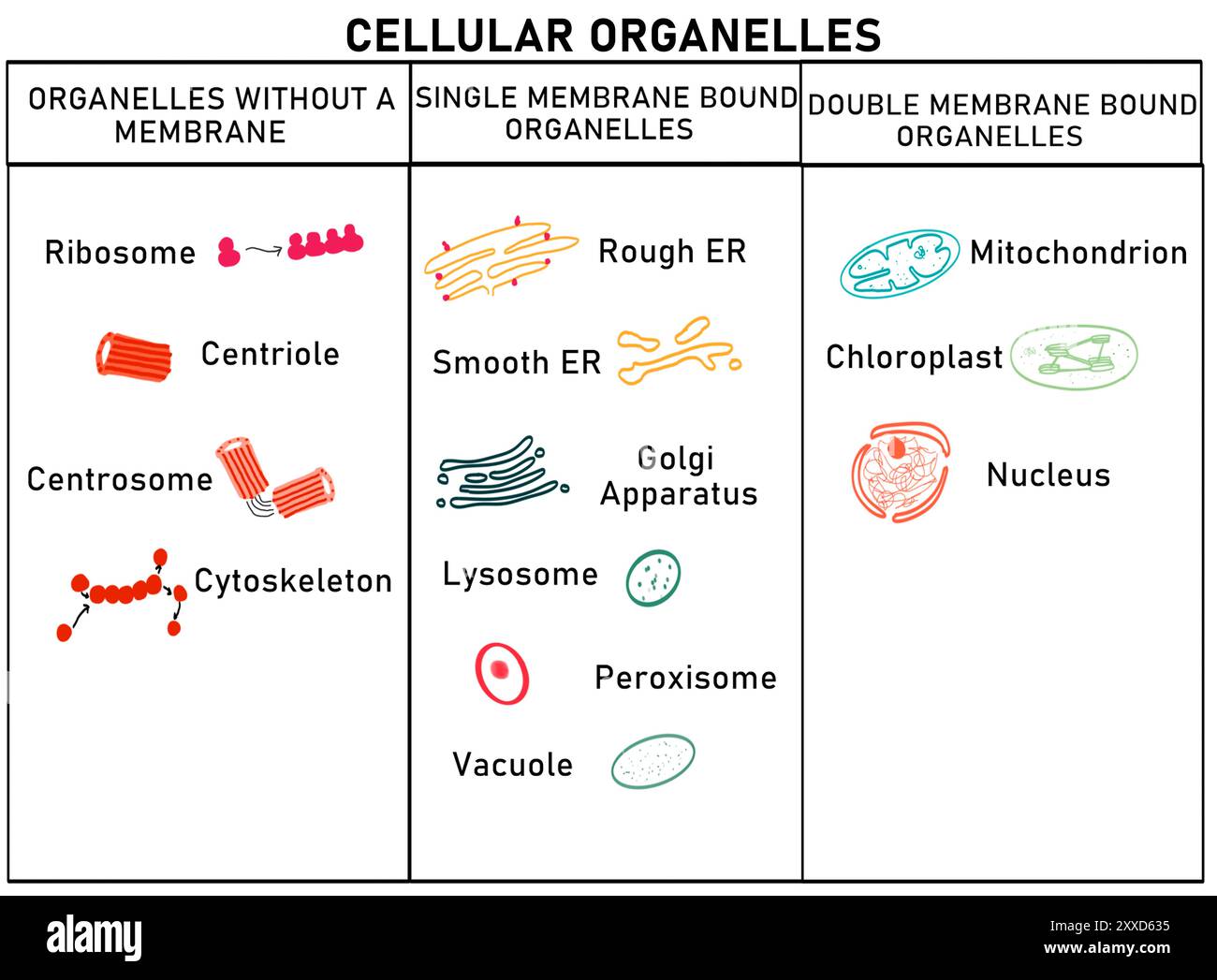 Cellular organelles, illustration Stock Photo - Alamy