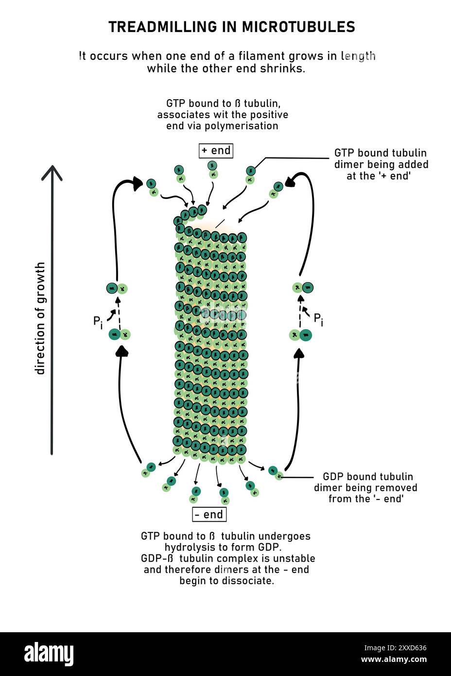 Mechanism of microtubule treadmilling hi-res stock photography and ...