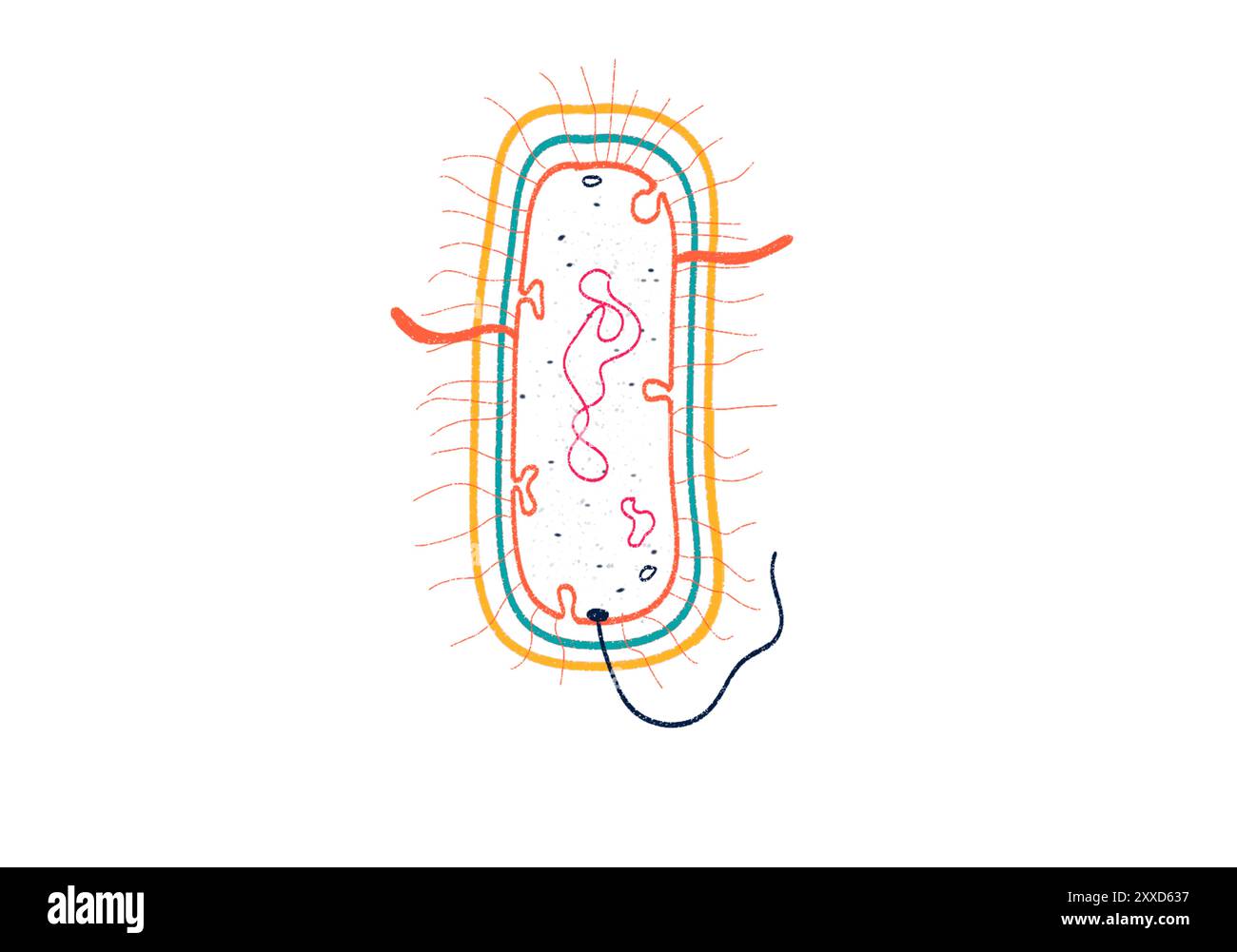Gram negative bacterium, illustration. Gram negative bacteria are ...
